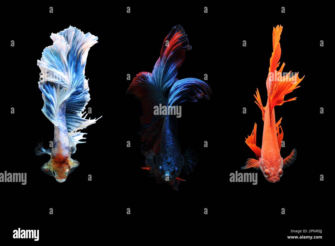Overhead view of three betta fish swimming side by side against a black ...