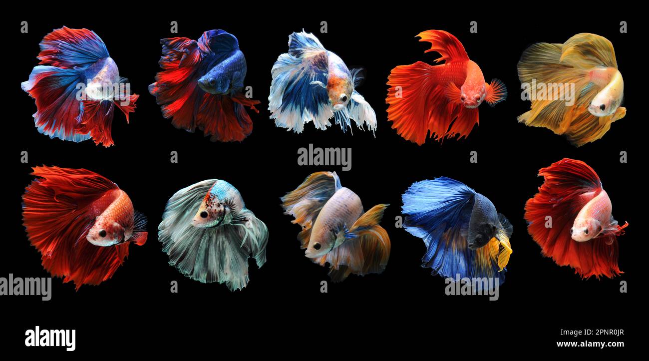 Ten assorted betta fish against a black background, Indonesia Stock ...