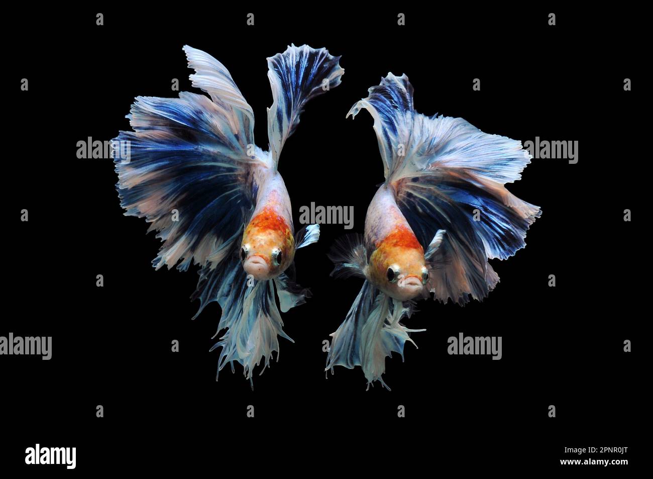 Portrait of two blue betta fish swimming against a black background ...