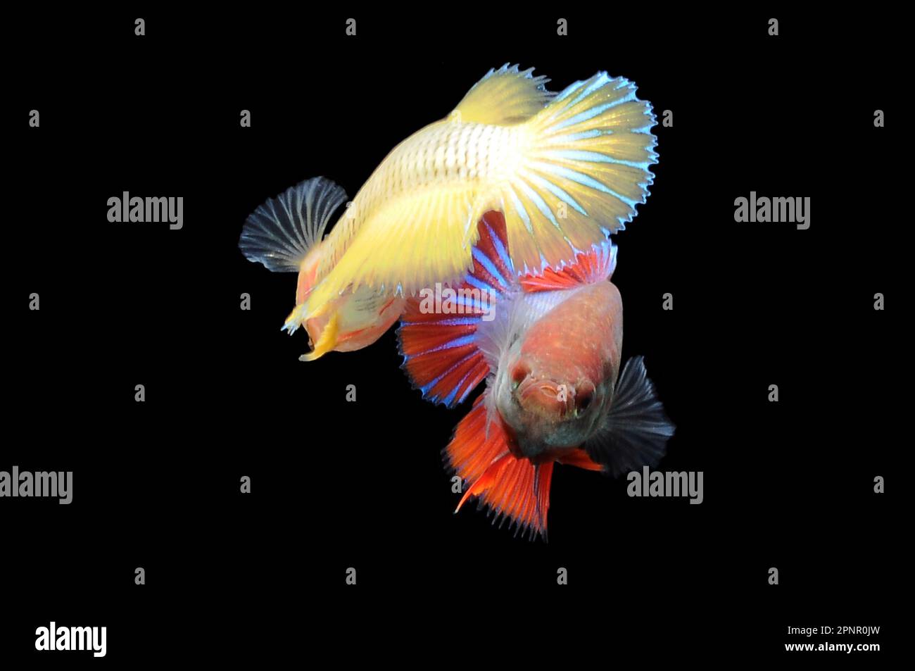 Close-up of a red and a yellow betta fish swimming against a black ...