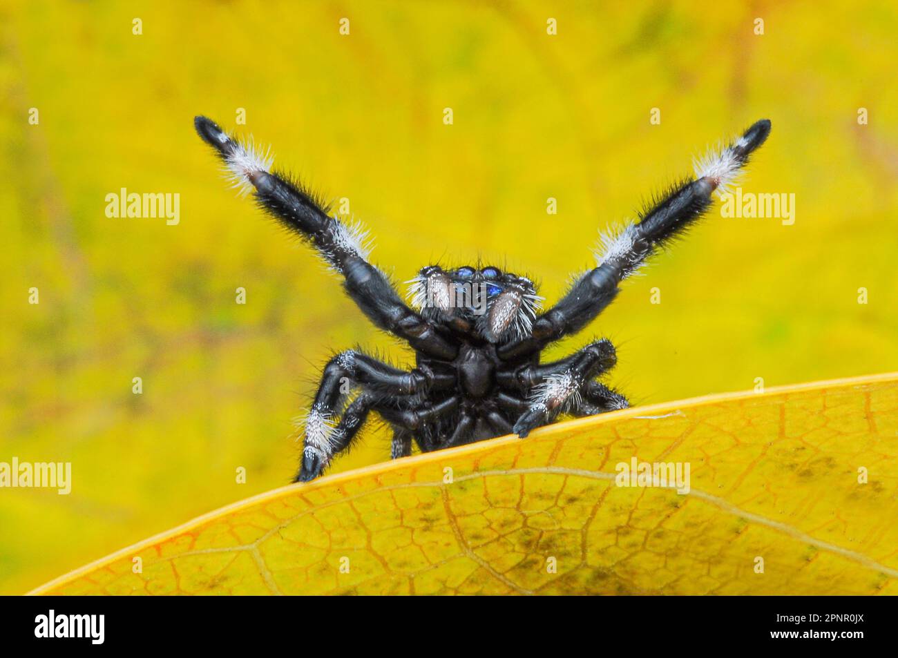 Spider up close hi-res stock photography and images - Alamy