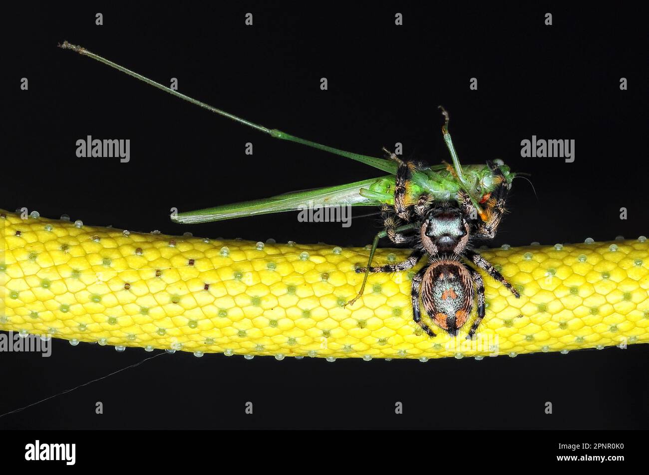 Close-up of a Jumping Spider (Phidippus regius) eating an insect ...