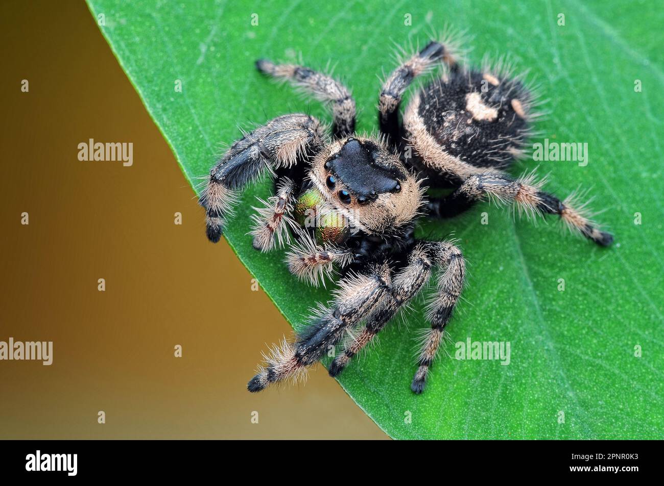 Overhead view of a Jumping Spider (Phidippus regius) on a leaf ...