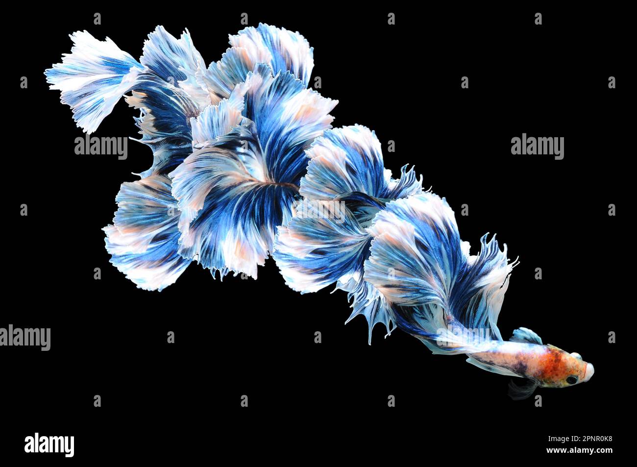 Close-up of a betta fish with an oversized blue tail against a black ...