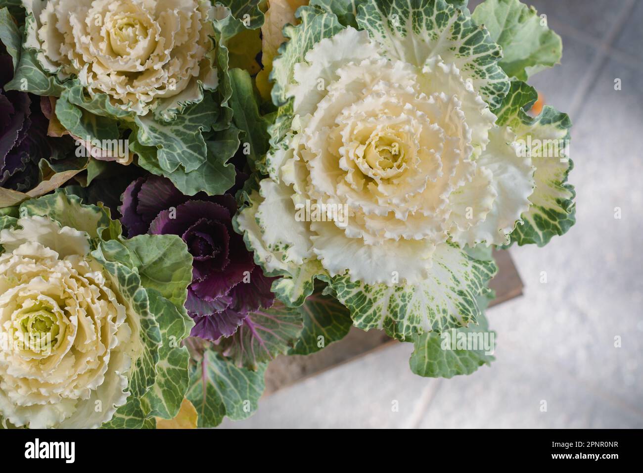 Overhead view of purple and white pigeon white cabbages Stock Photo - Alamy