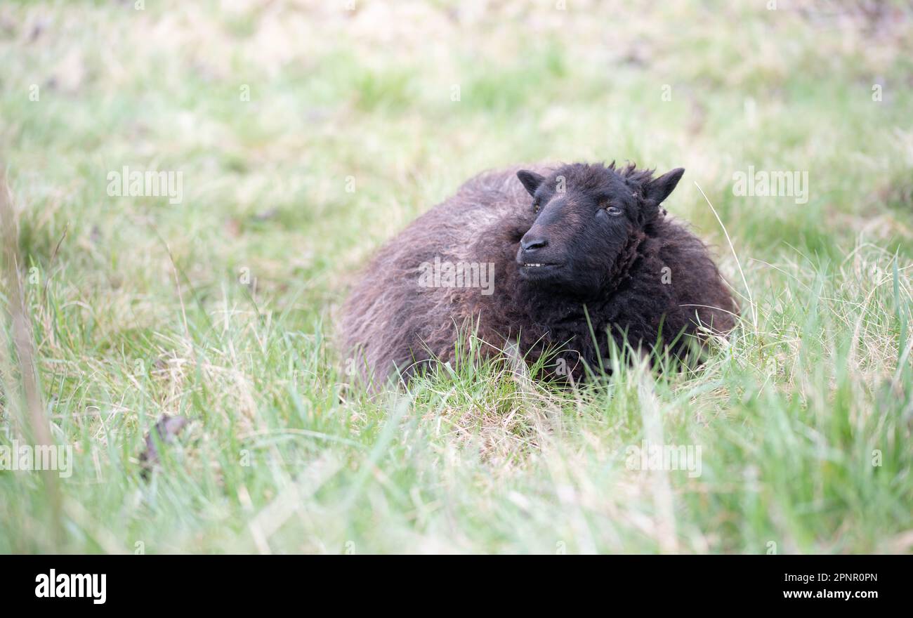 Close-up of a small black sheep hiding in tall grass. The animal is a ...