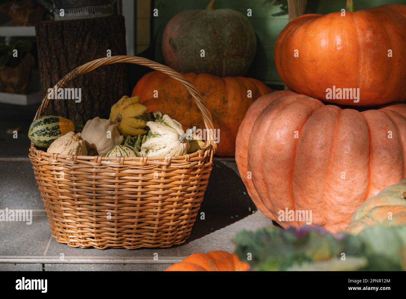 Basket filled with assorted pattypan squash next to pumpkins on a the ...