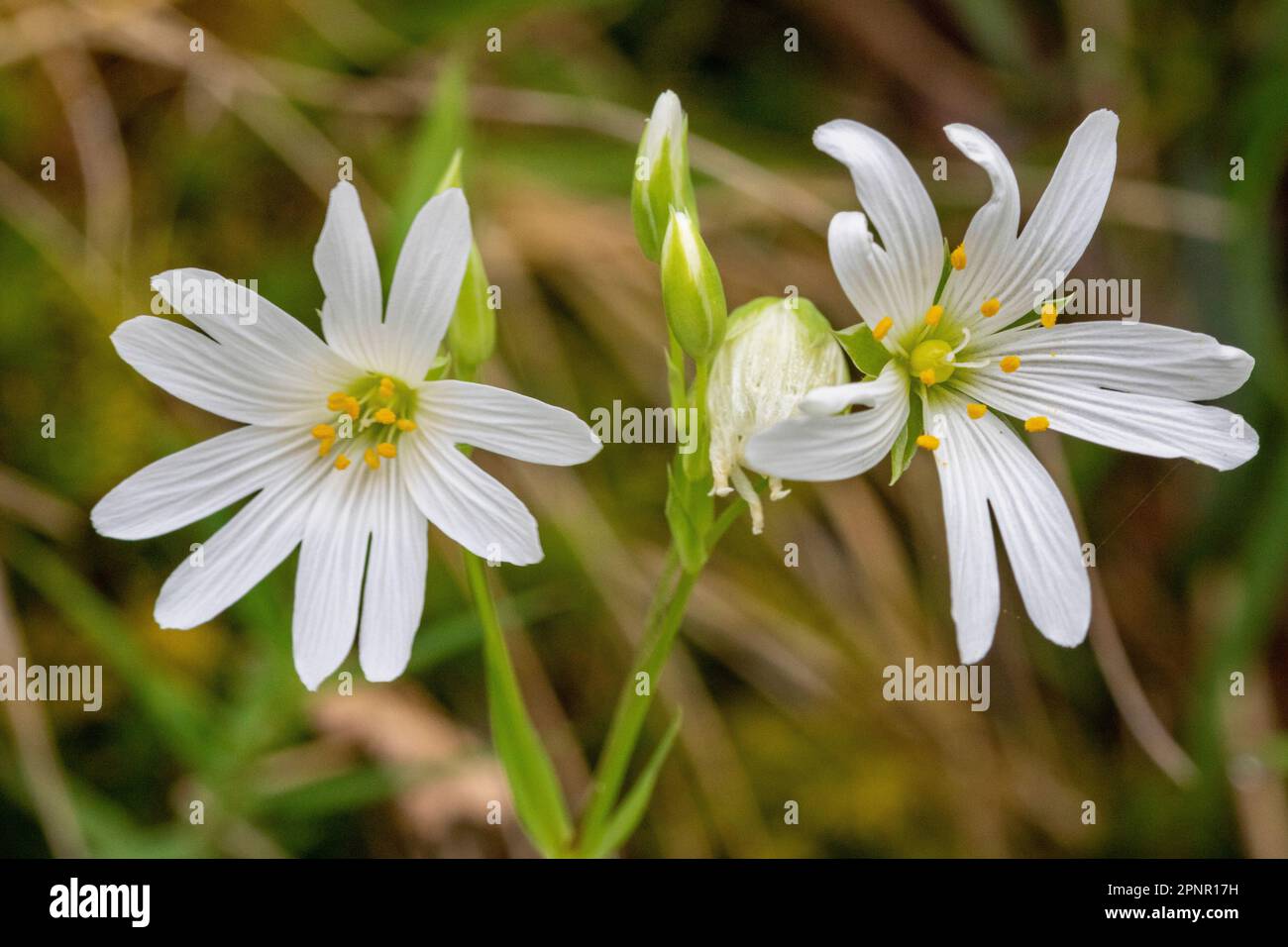 Close up Detail of Greater Stitchwort Flowers (Stellaria holostea) in a ...