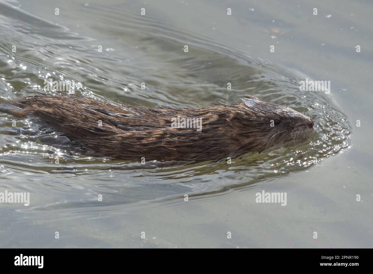 Muskrat swimming hi-res stock photography and images - Alamy