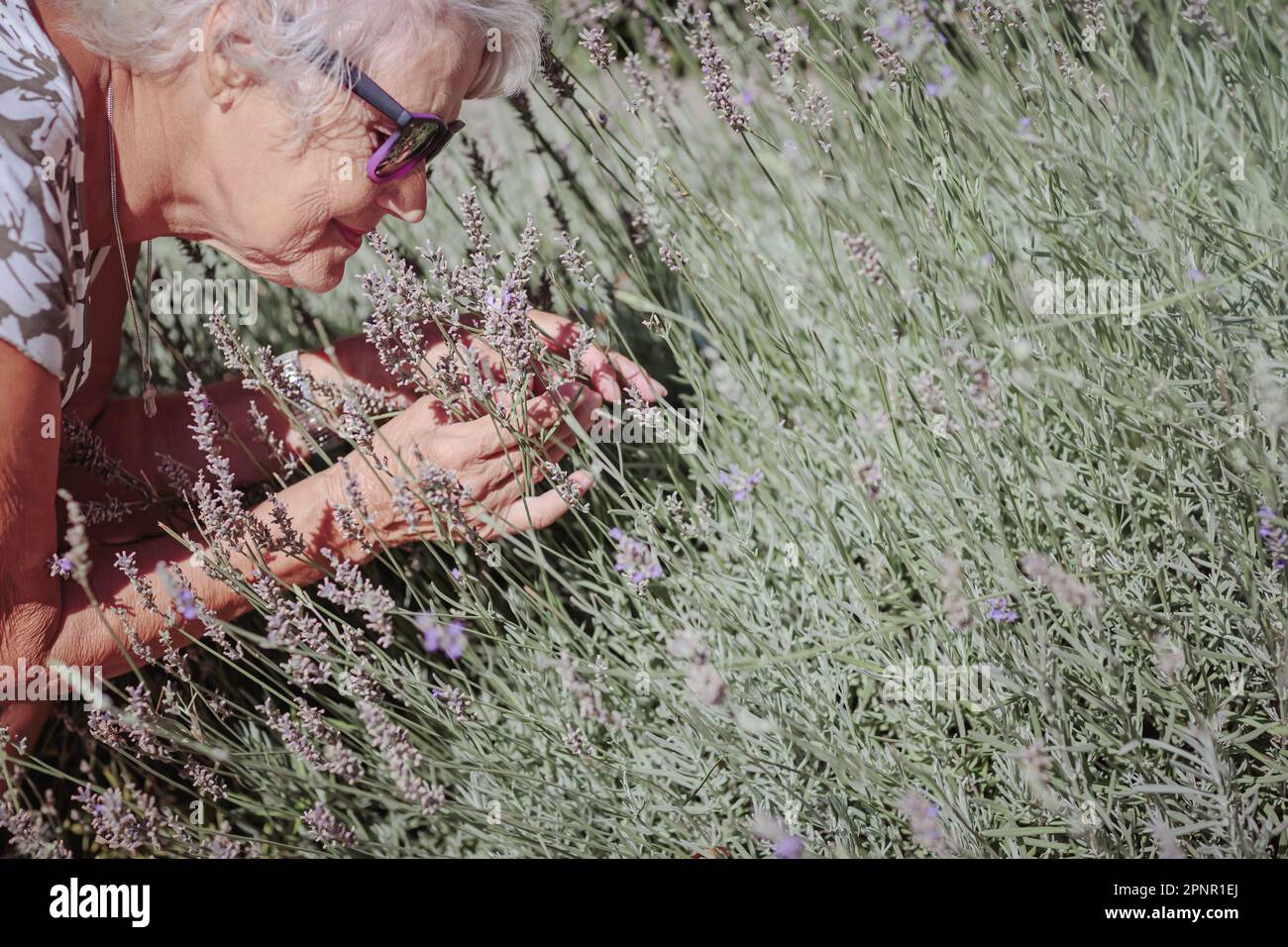 Happy senior woman smelling and touching lavender flowers Stock Photo ...
