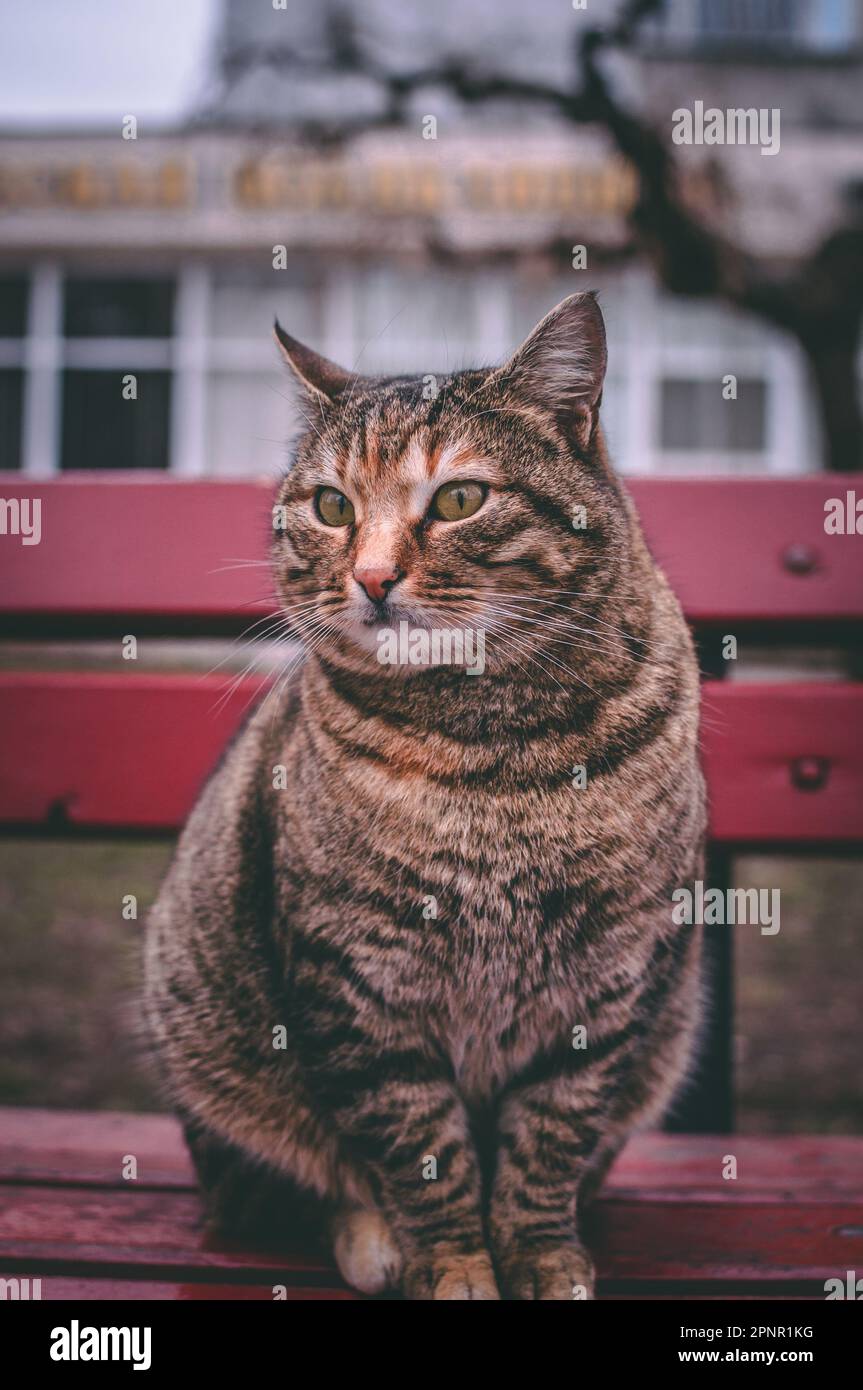 A fluffy tabby cat atop a wooden park bench, looking out at the ...