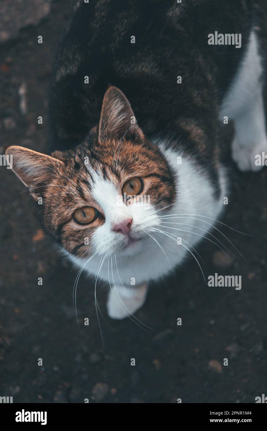 A feline sits on the ground, looking up with curiosity at the camera ...