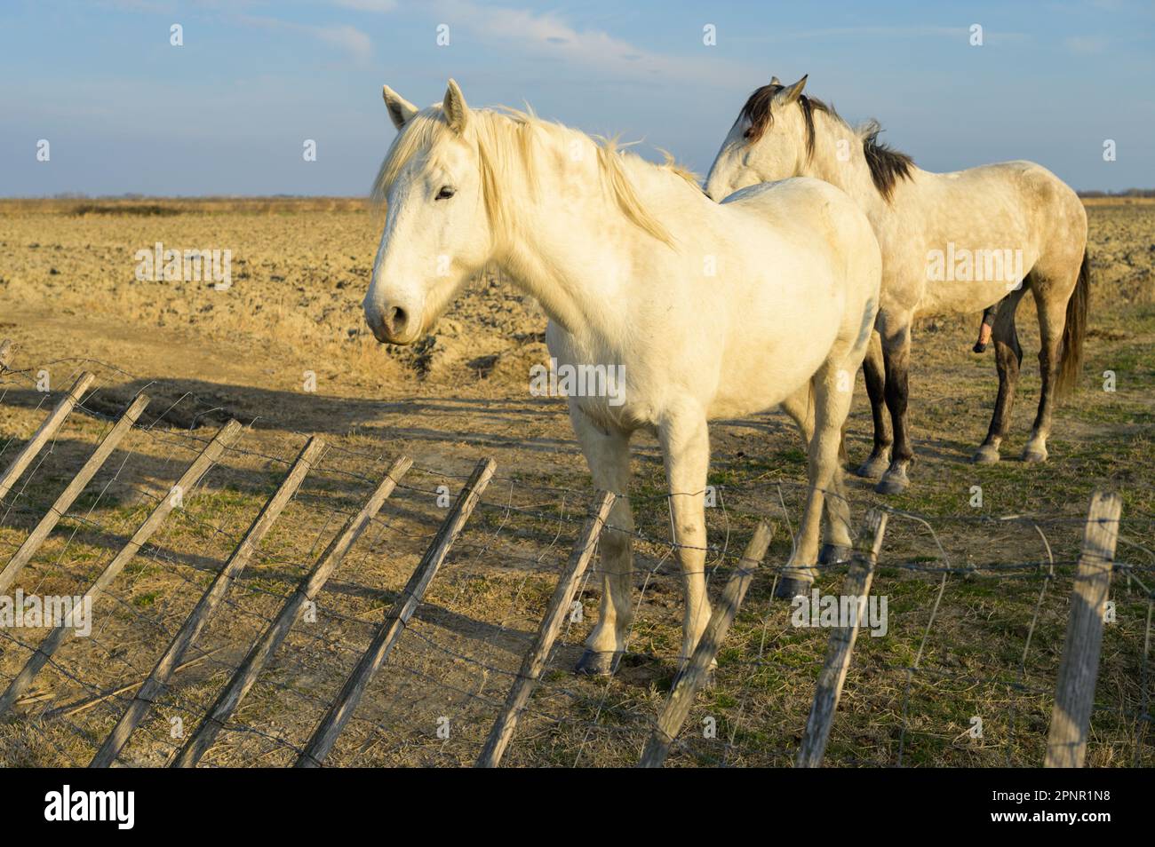 A white horse standing on a pasture on s sunny evening in the Camargue ...
