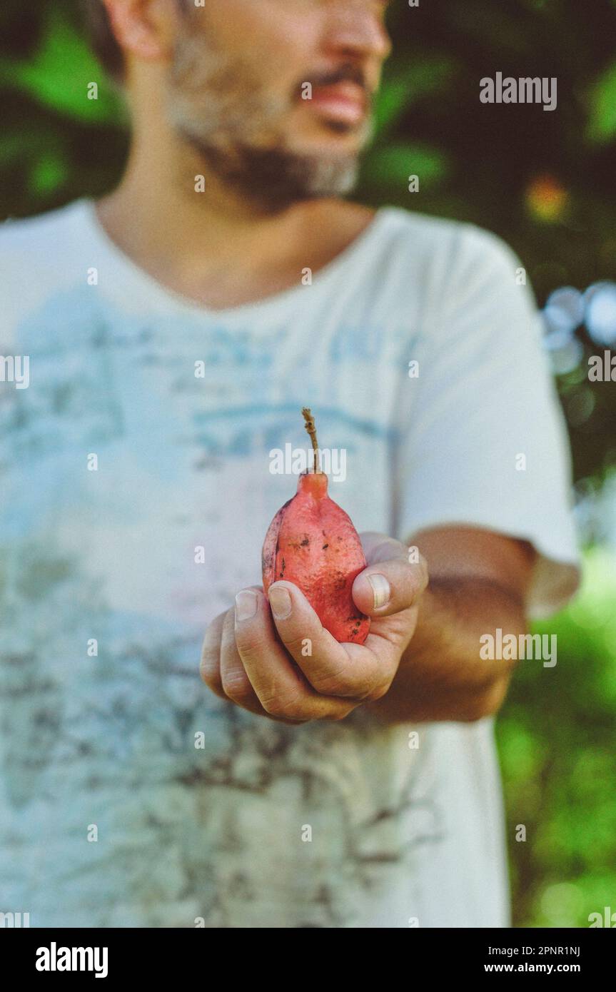 Close-up of a man holding an ackee fruit, Jamaica Stock Photo - Alamy
