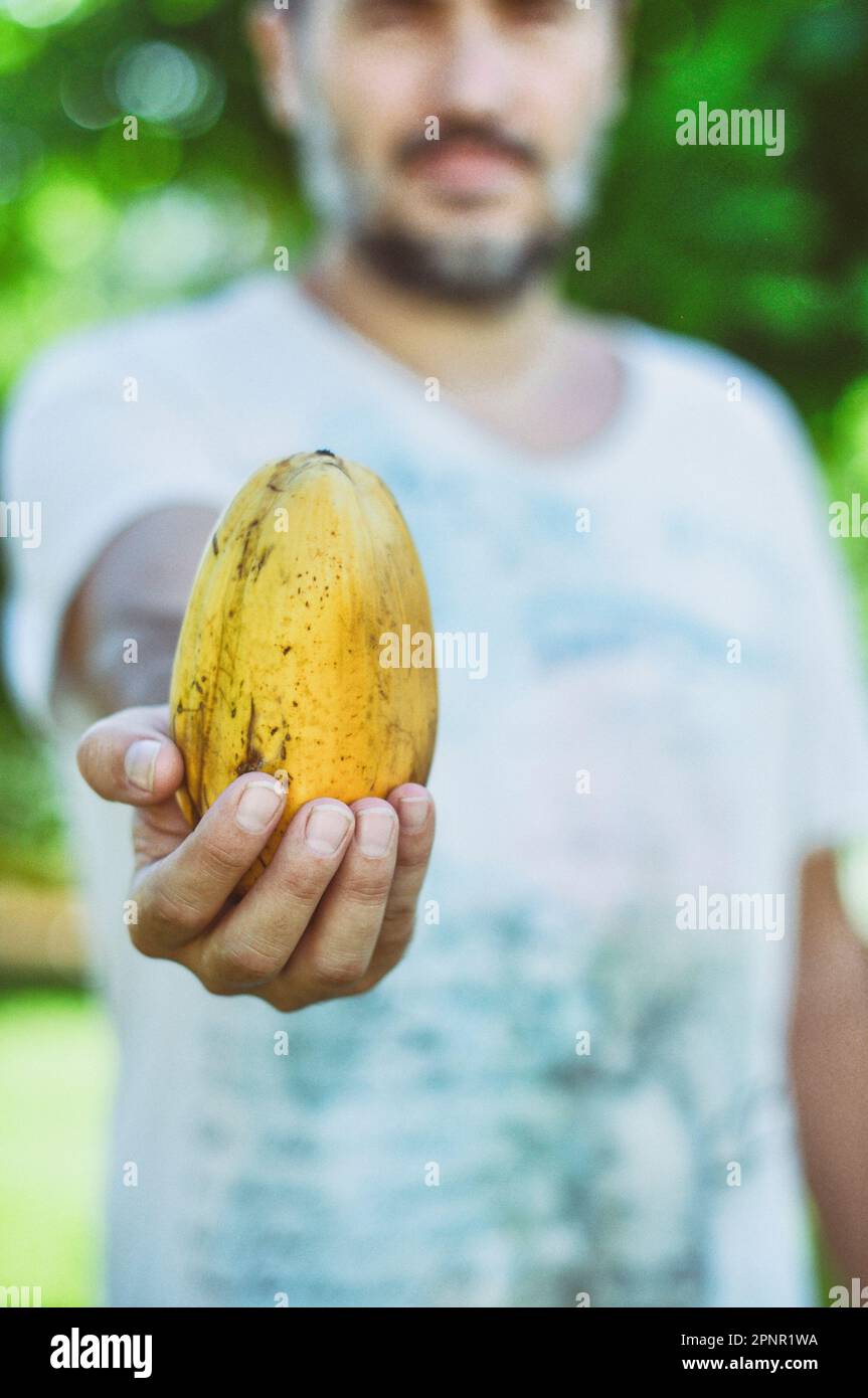 Hand holding mango hi-res stock photography and images - Alamy