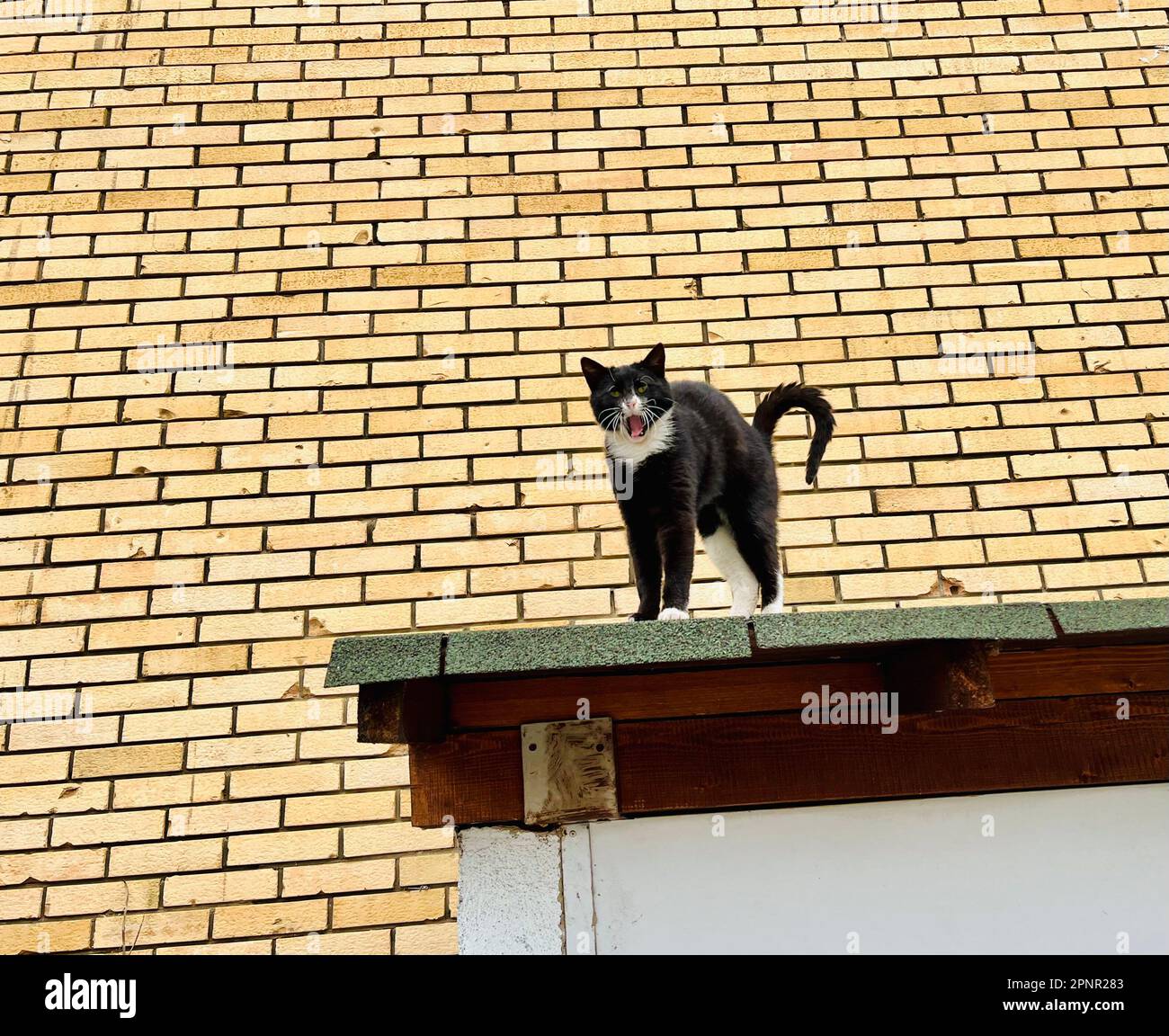 Close-up of an angry tuxedo cat with an arched back standing on a roof ...