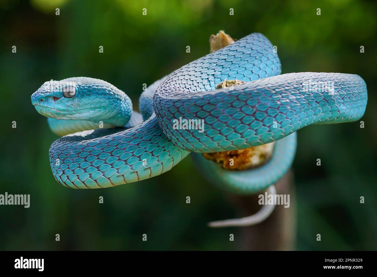 Close-up of a Blue viper snake coiled around a branch, Indonesia Stock ...