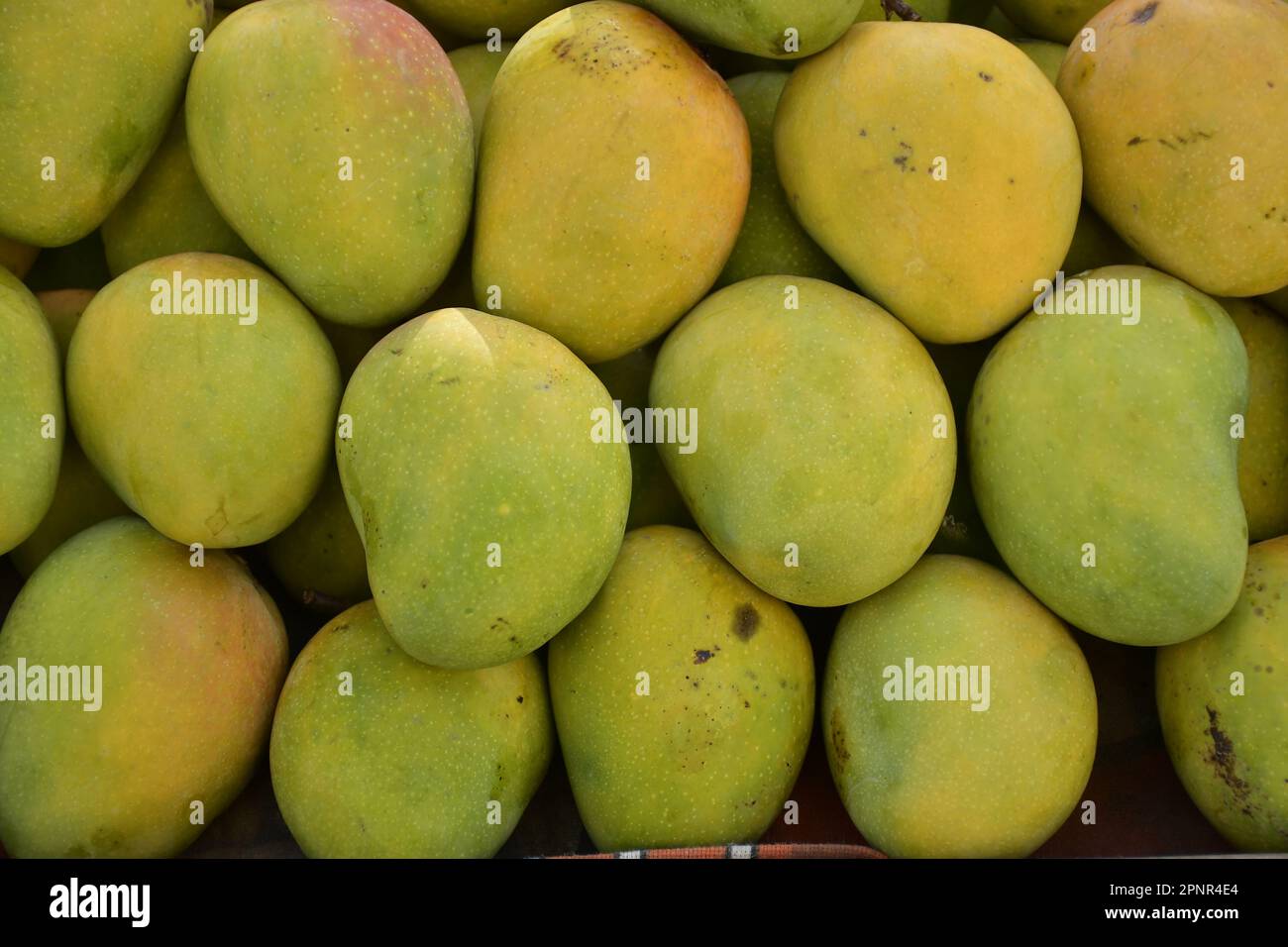 Mangos fruits, Summer special fruits Stock Photo - Alamy