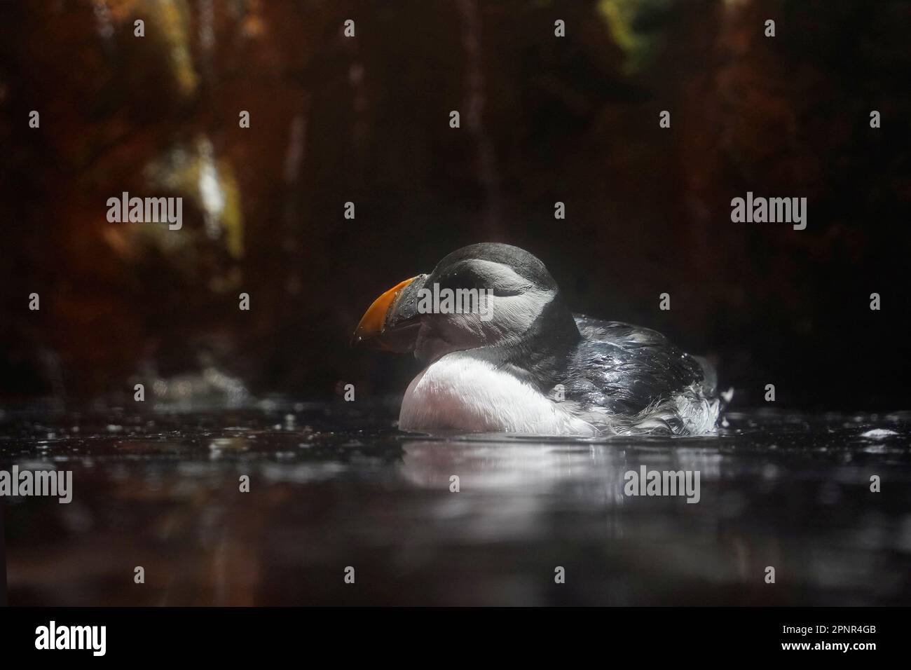 Tufted puffin in water hi-res stock photography and images - Alamy