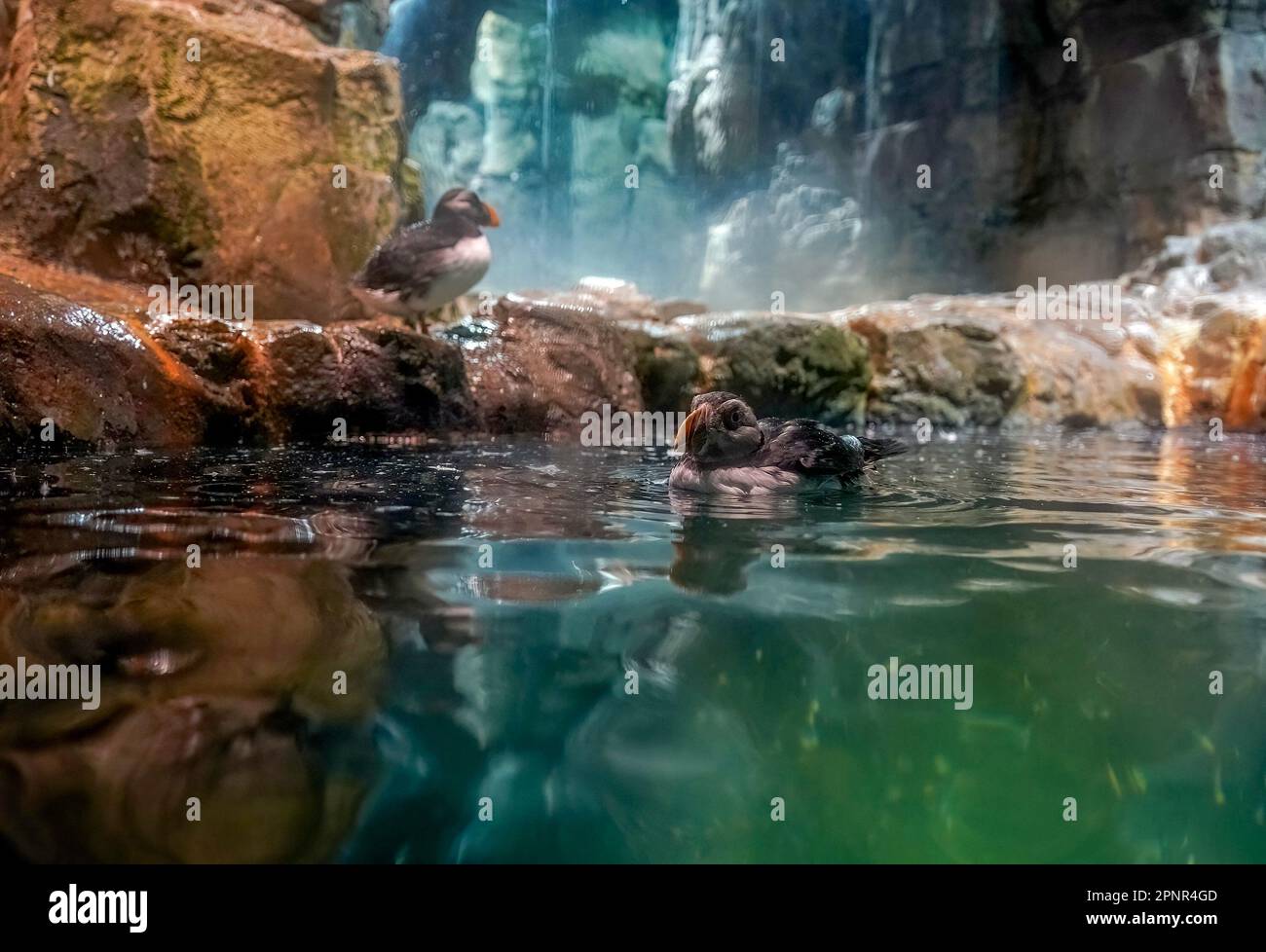 Puffin swimming with fish hi-res stock photography and images - Alamy
