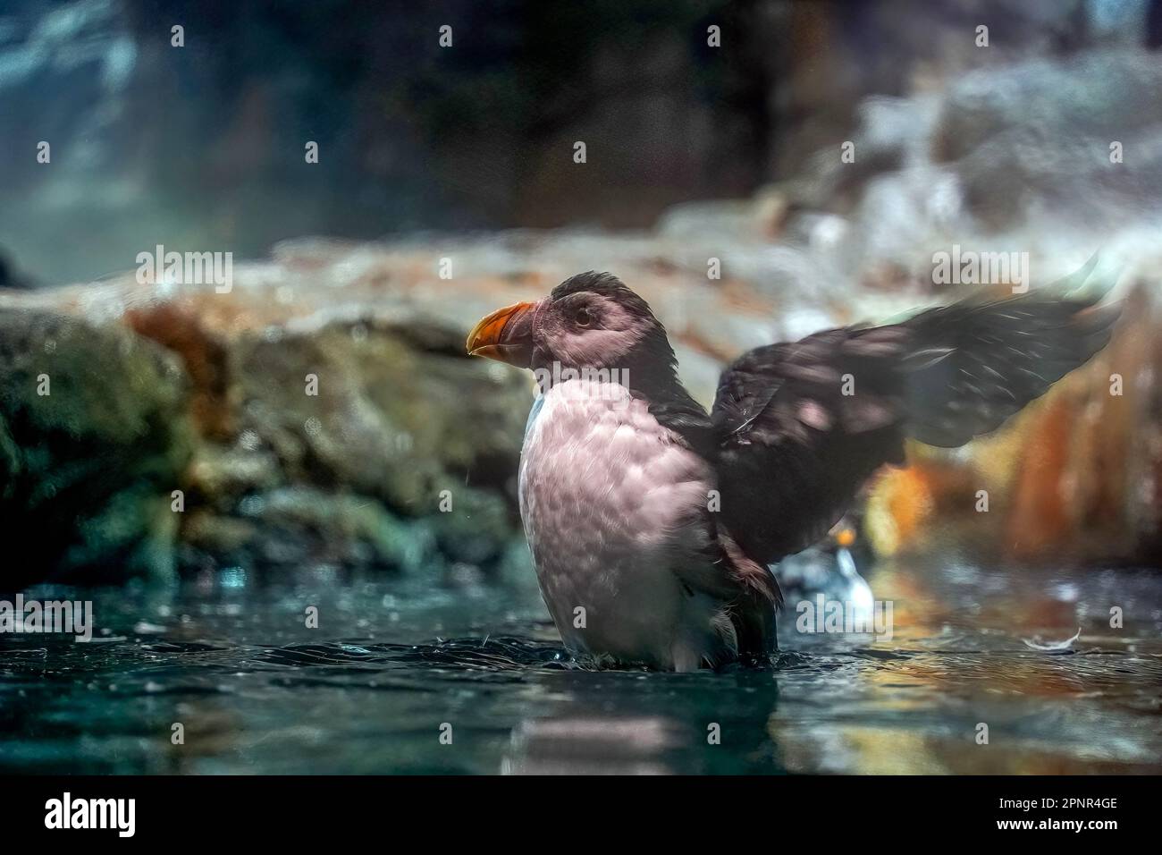 Puffin swimming with fish hi-res stock photography and images - Alamy