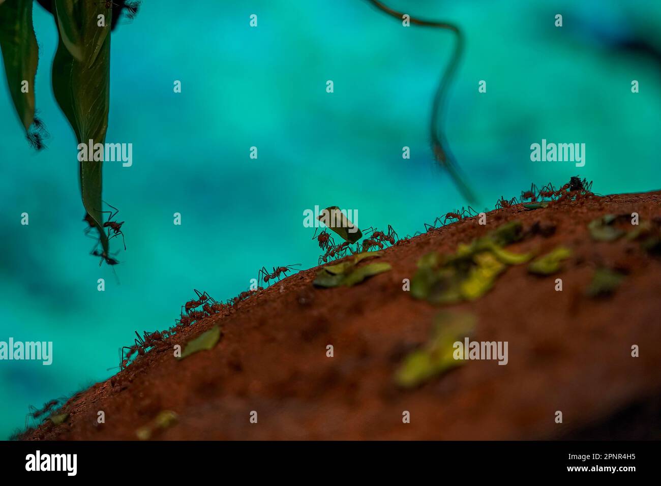 Adult Atta Leaf-cutter Ant of the Genus Atta macro Stock Photo - Alamy