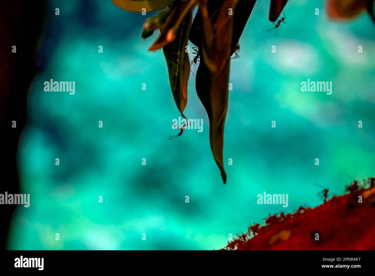 Adult Atta Leaf-cutter Ant of the Genus Atta macro Stock Photo - Alamy