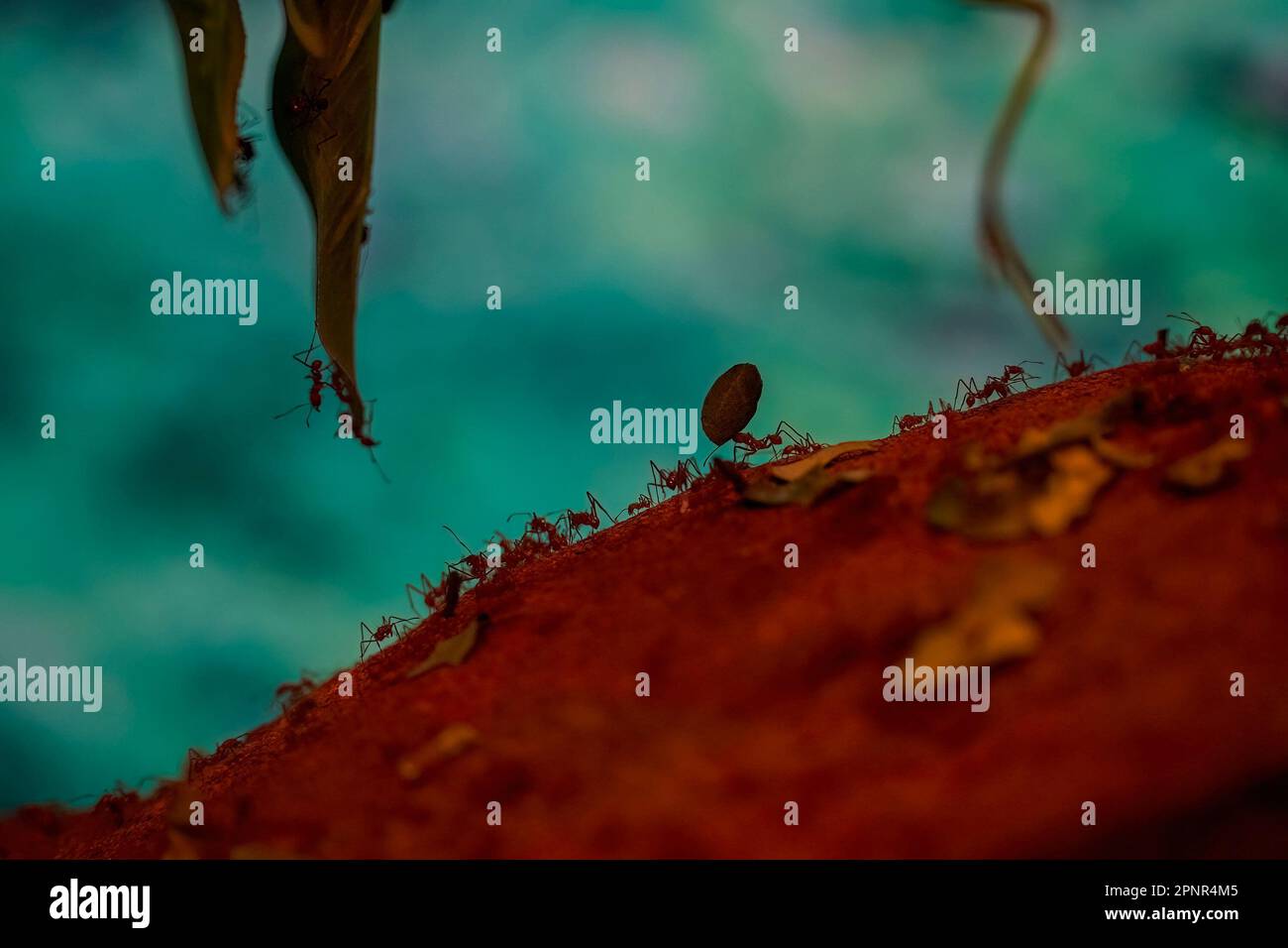 Adult Atta Leaf-cutter Ant of the Genus Atta macro Stock Photo - Alamy