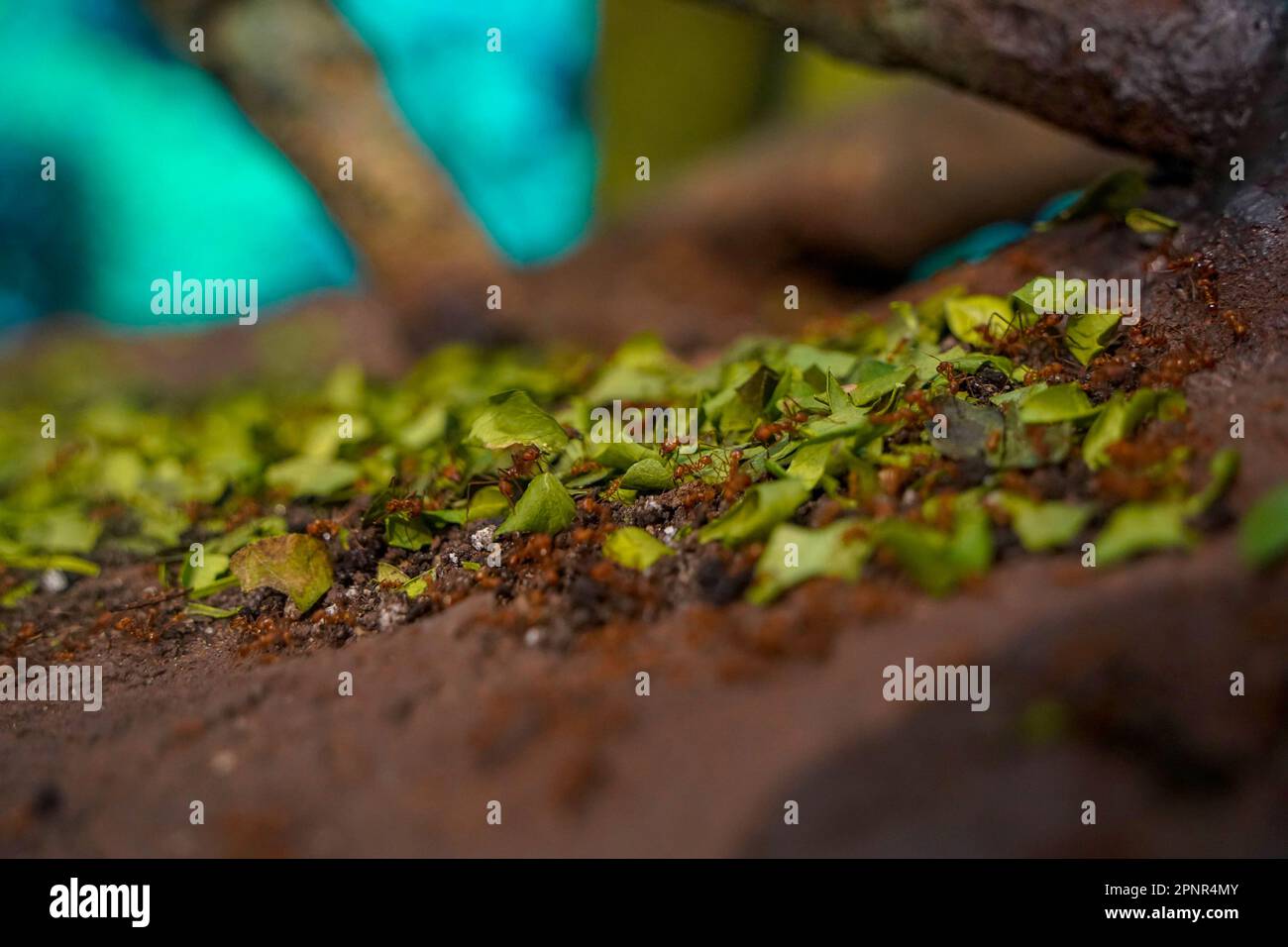 Ant genus atta hi-res stock photography and images - Alamy