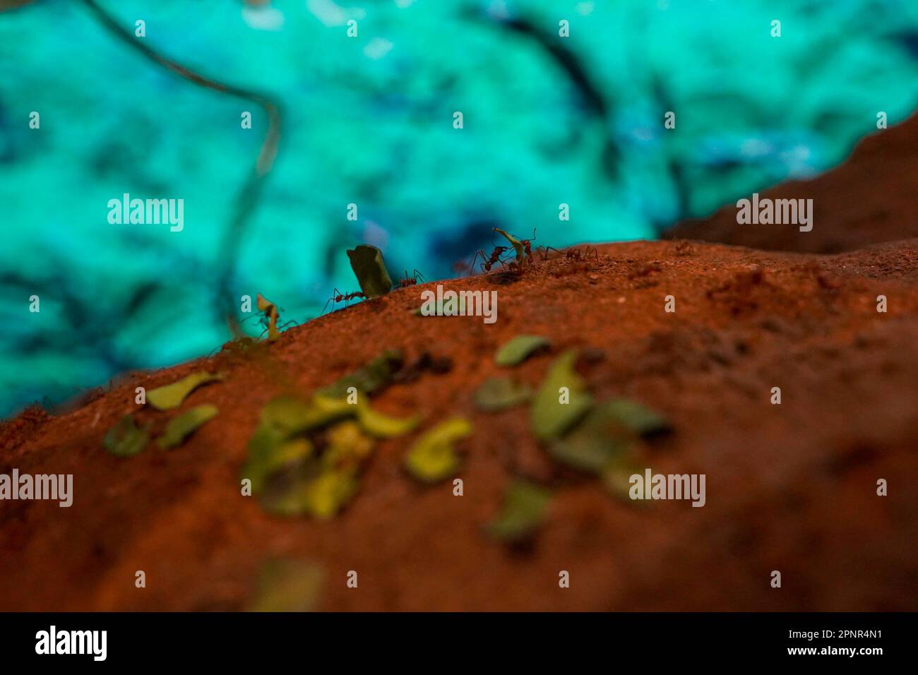 Atta leaf cutter ant hi-res stock photography and images - Alamy