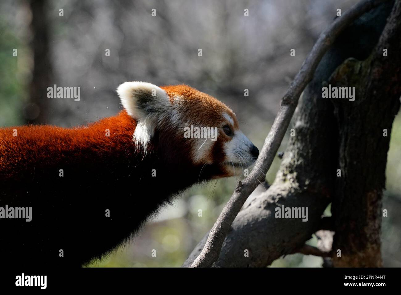 Red panda close up portrait look at you Stock Photo - Alamy