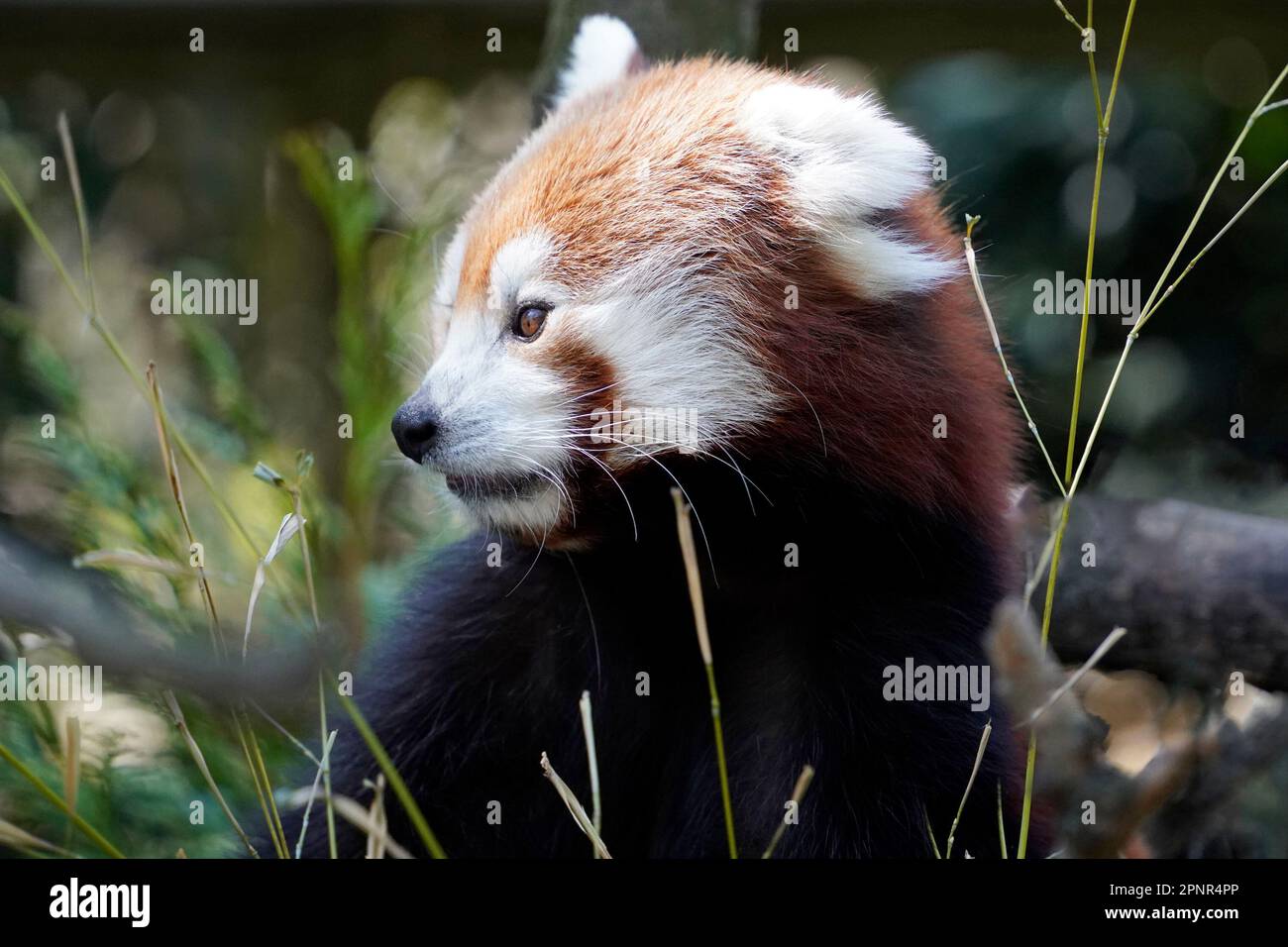 Red panda close up portrait look at you Stock Photo - Alamy