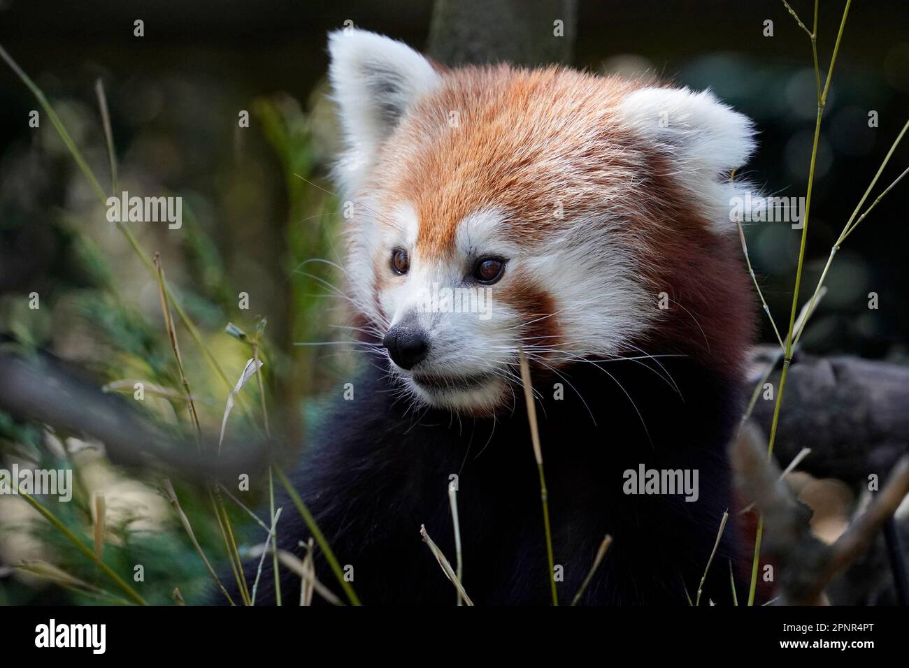 Red panda close up portrait look at you Stock Photo - Alamy