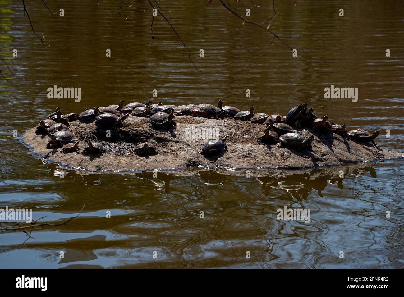 turtles living in a pond in Central park in New York city USA Stock ...