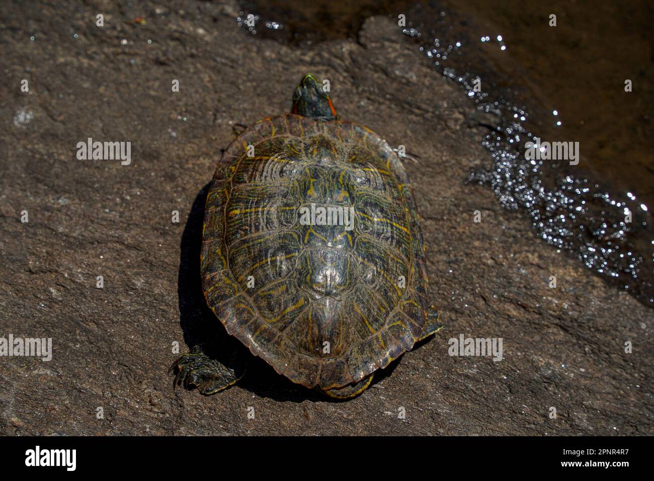 turtle living in a pond in Central park in New York city USA Stock ...
