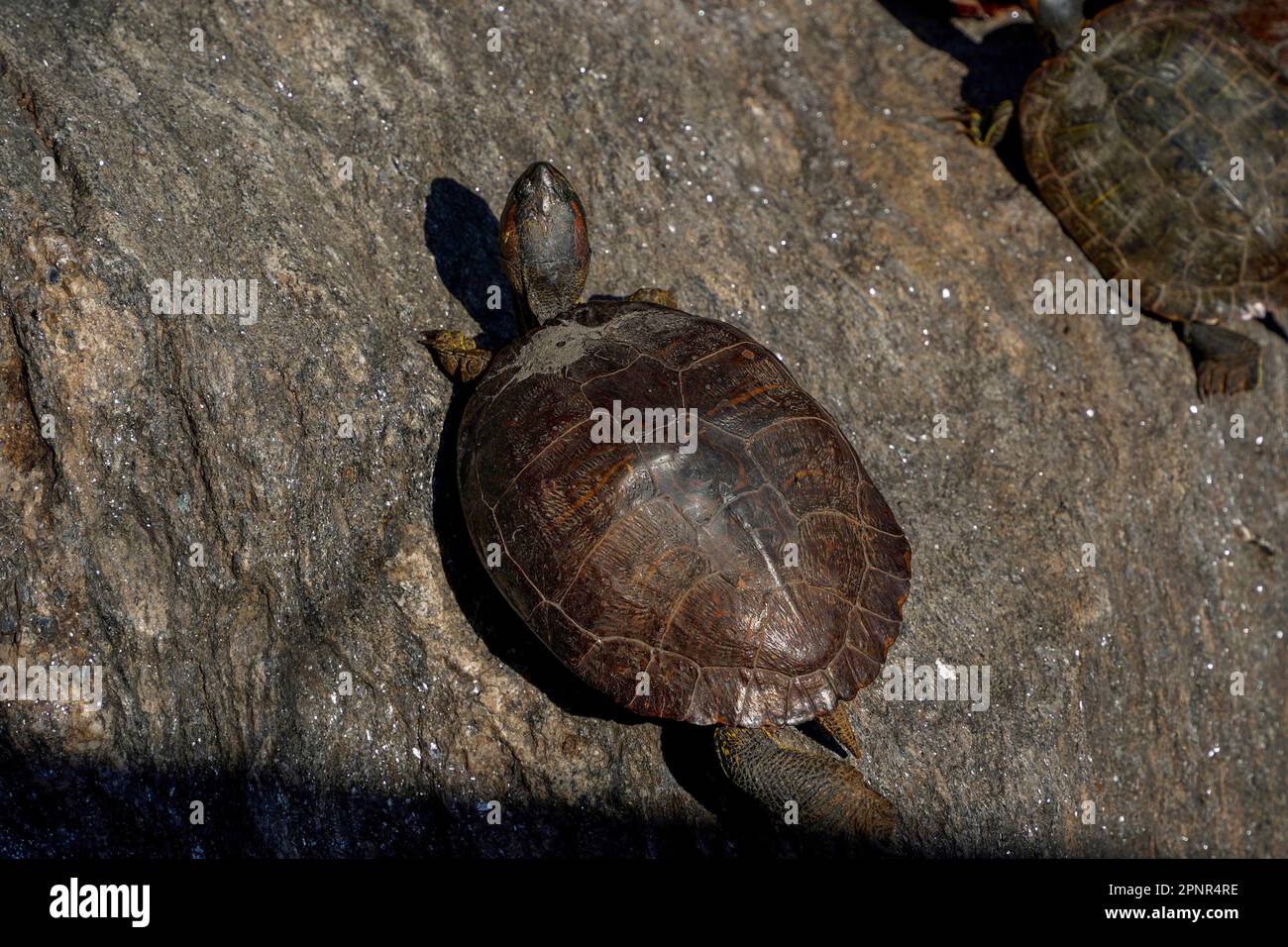turtle living in a pond in Central park in New York city USA Stock ...