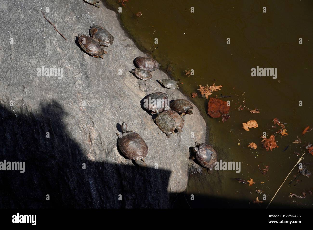 turtles living in a pond in Central park in New York city USA Stock ...