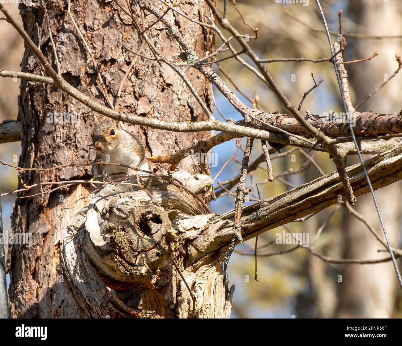 A grey squirrel in a mess of branches watching if it is safe to feed ...