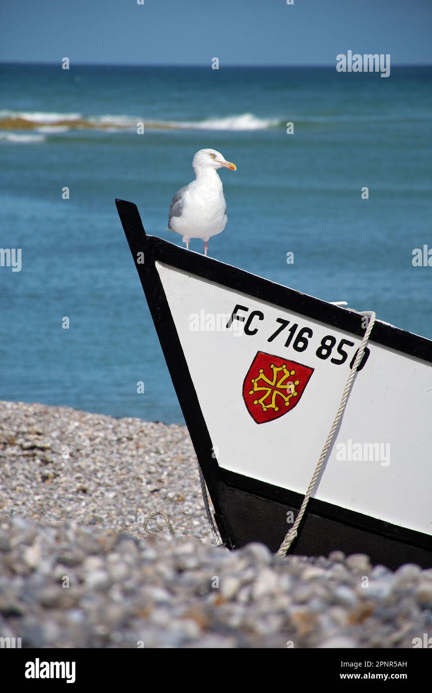 Seagull, sitting on a fishing boat in front of blue sea near Yport ...