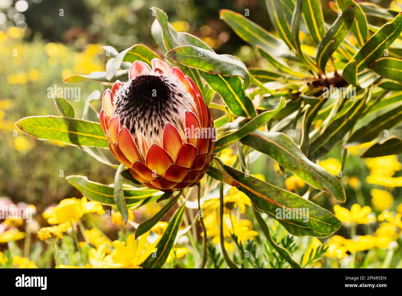 Flower of sugarbush protea flowering plant Stock Photo - Alamy
