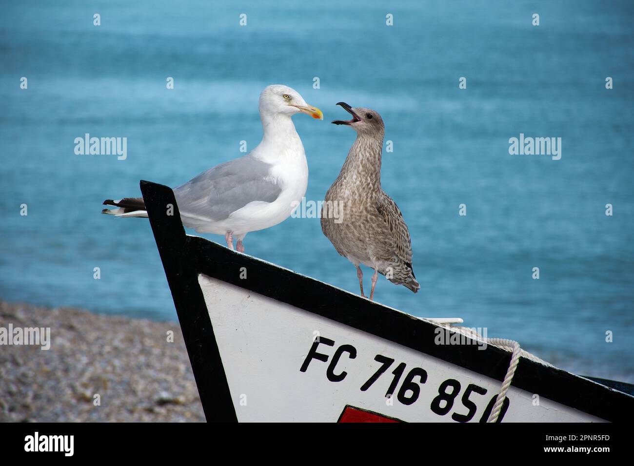 Two seagulls talking on a fishing boat by the sea near Yport Stock ...