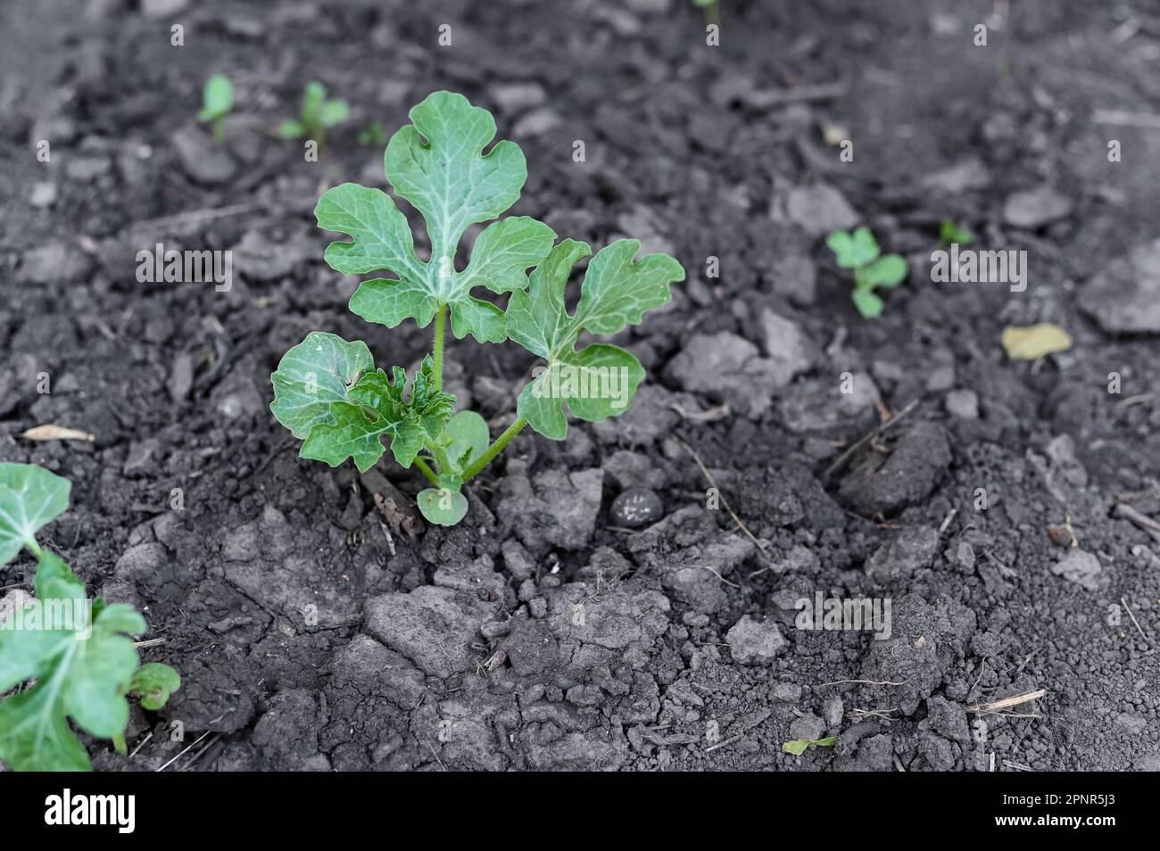 Watermelon seedling hi-res stock photography and images - Alamy