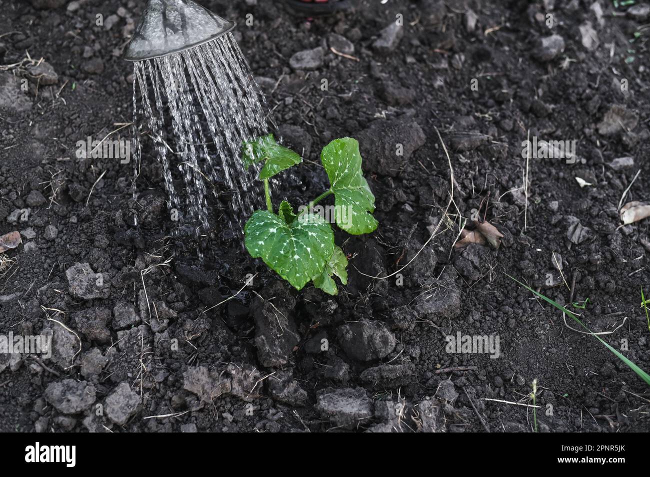 a young zucchini plant. watering seedlings with water in the garden ...