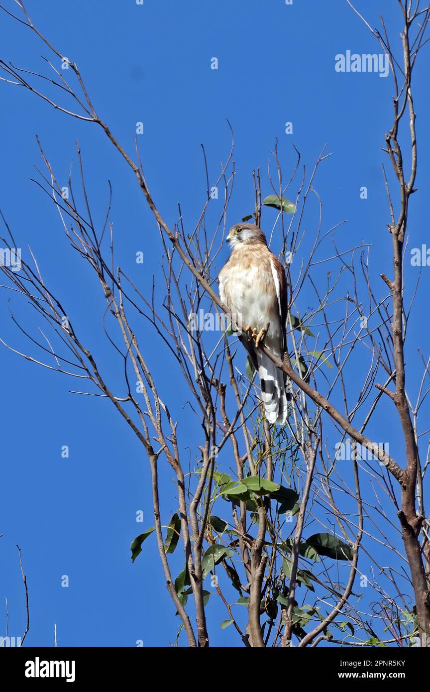 Nankeen Kestrel (Falco cenchroides cenchroides) adult perched in tree ...