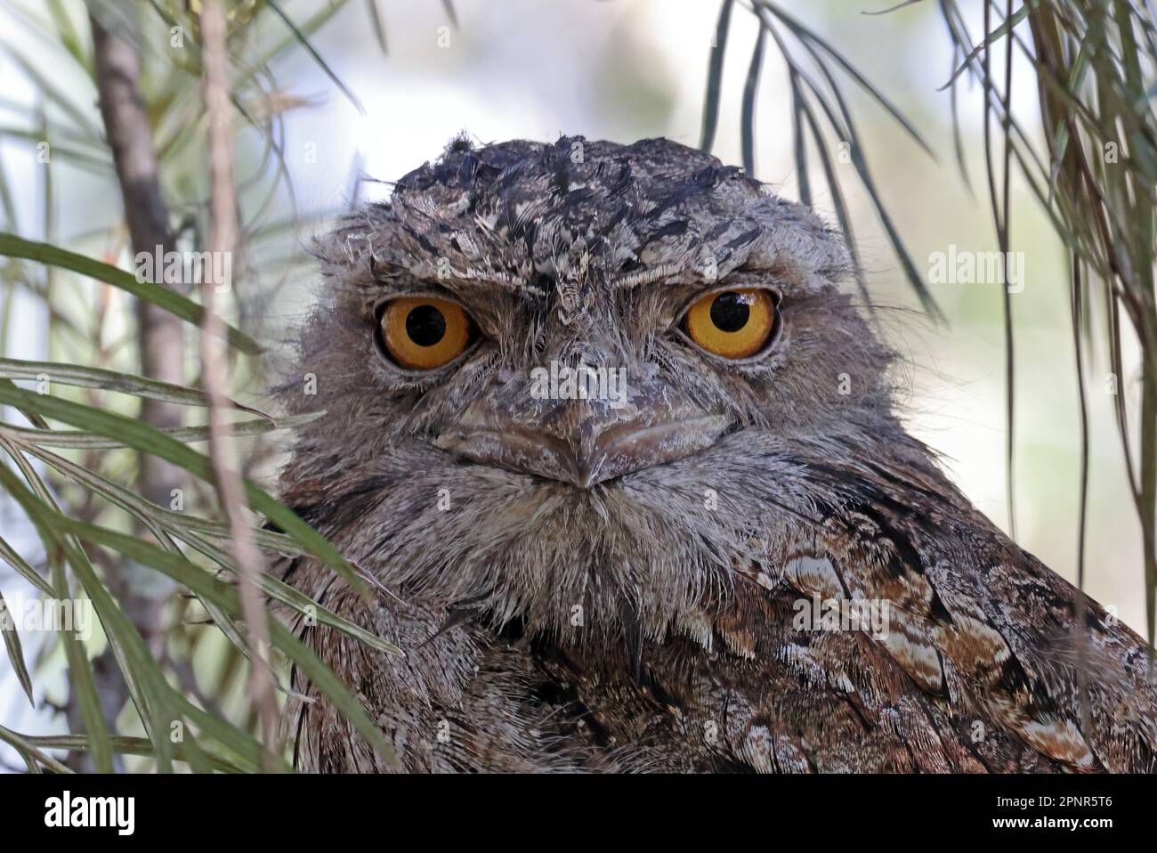 Tawny Frogmouth (Podargus strigoides strigoides) close-up of adult at ...