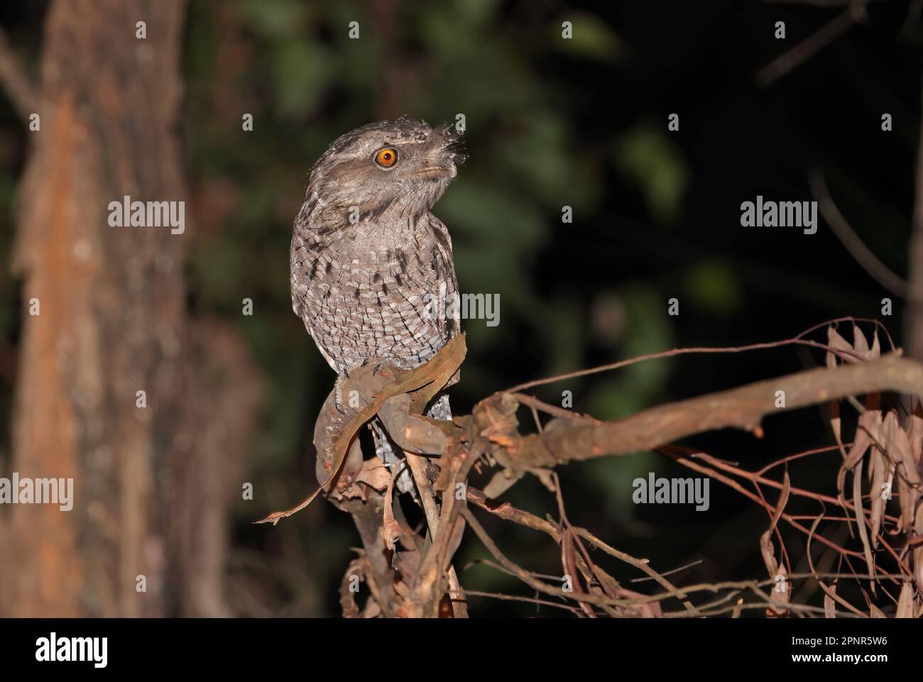 Tawny Frogmouth (Podargus strigoides strigoides) adult perched on ...