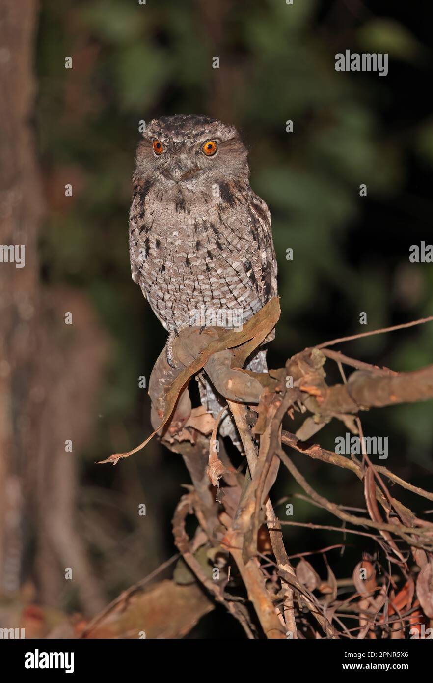Tawny Frogmouth (Podargus strigoides strigoides) adult perched on ...