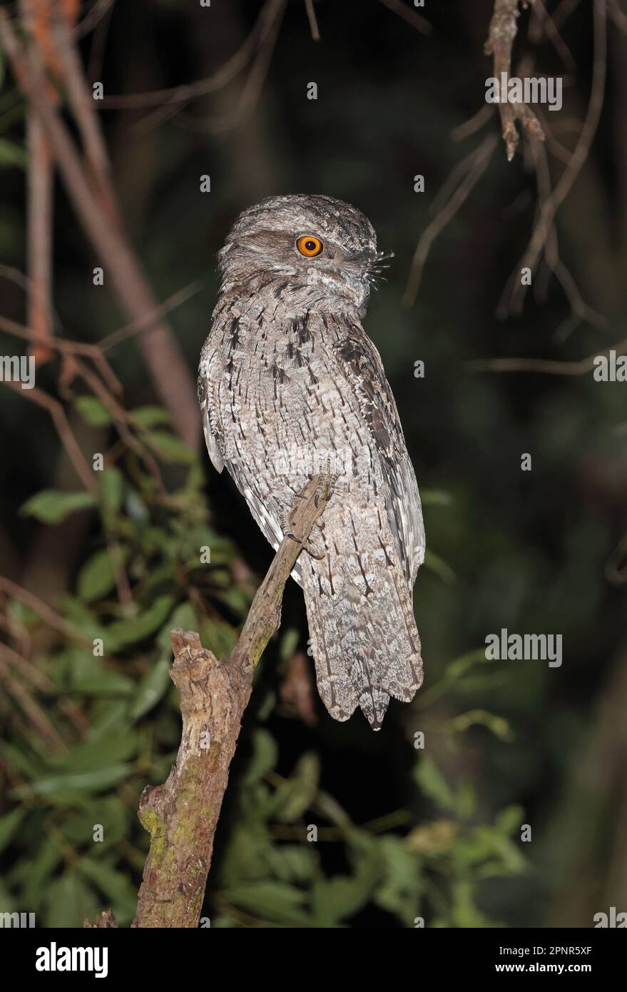 Tawny Frogmouth (Podargus strigoides strigoides) adult perched on dead ...