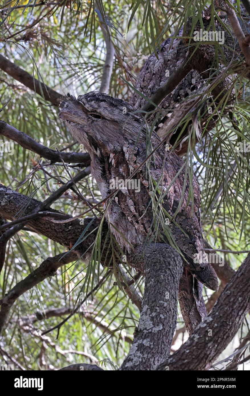 Tawny Frogmouth (Podargus strigoides strigoides) adult at daytime roost ...