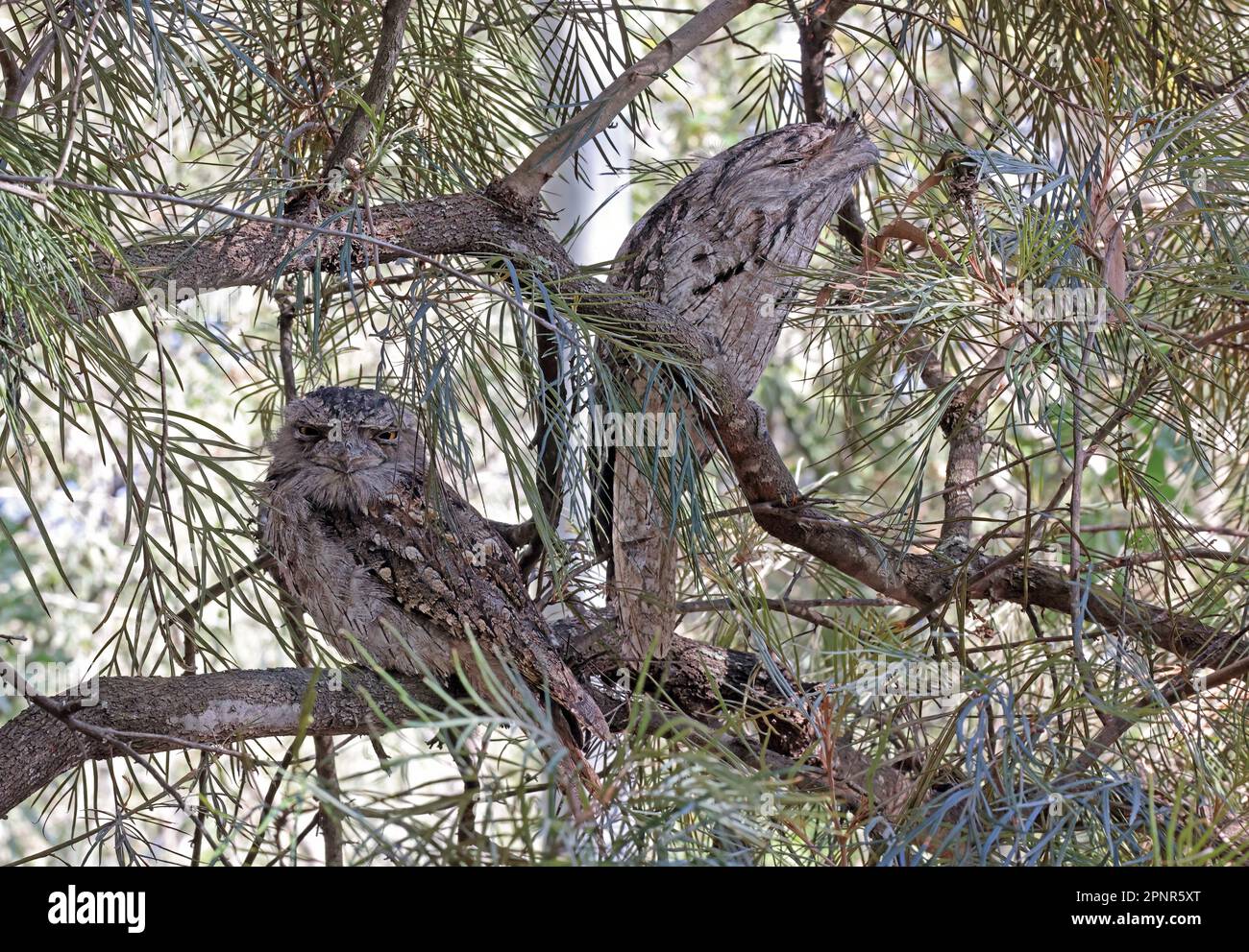 Tawny Frogmouth (Podargus strigoides strigoides) adult pair at daytime ...